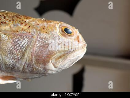Trachinus draco, or Greater Weever, also known as Sting Bull and ...
