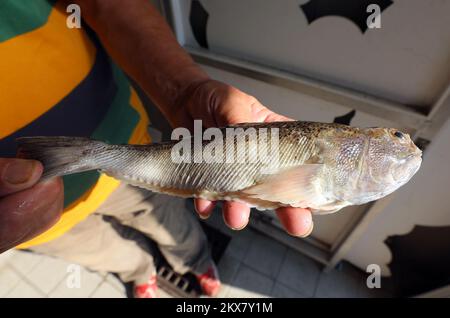 Trachinus draco, or Greater Weever, also known as Sting Bull and ...