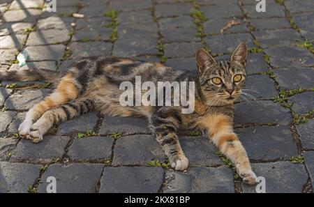 gatto comune 2 Stock Photo - Alamy