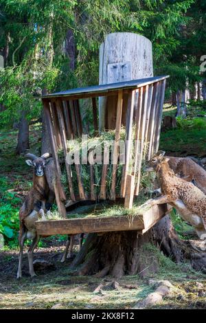 Schwarzau im Gebirge: mouflon (Ovis gmelini), feeding place in ...