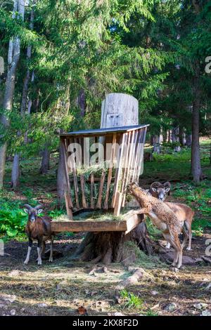 Schwarzau im Gebirge: mouflon (Ovis gmelini), feeding place in ...