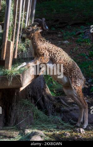 Schwarzau im Gebirge: mouflon (Ovis gmelini), feeding place in ...