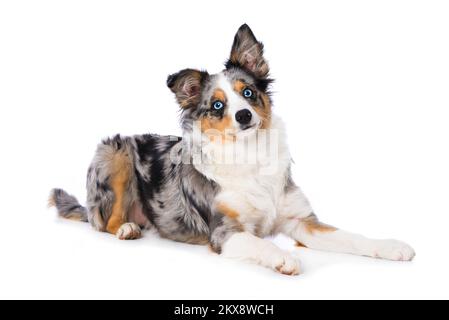 Miniature australian shepherd isolated on white background Stock Photo ...