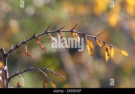 Ziziphus spina-christi, known as the Christ's thorn jujube, is an ...