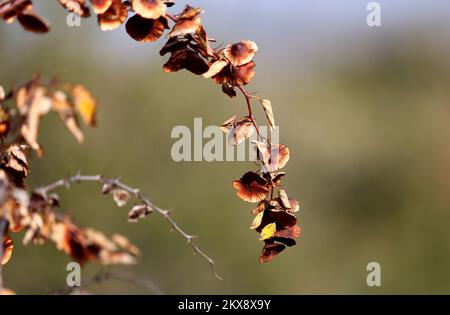 Ziziphus spina-christi, known as the Christ's thorn jujube. Twig with ...