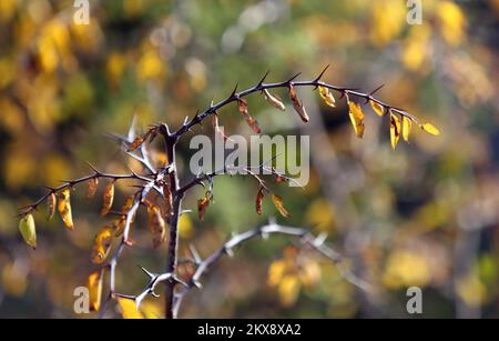 Ziziphus spina-christi, known as the Christ's thorn jujube. Twig with ...