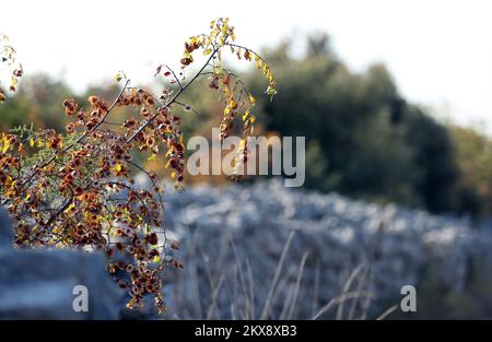 Ziziphus spina-christi, known as the Christ's thorn jujube. Twig with ...