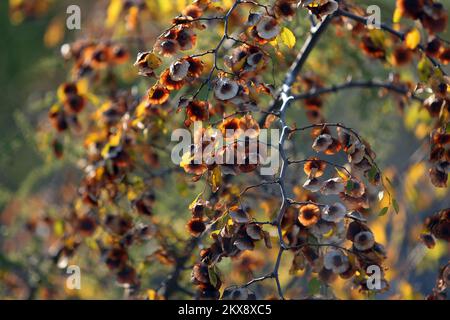 Ziziphus spina-christi, known as the Christ's thorn jujube, is an ...