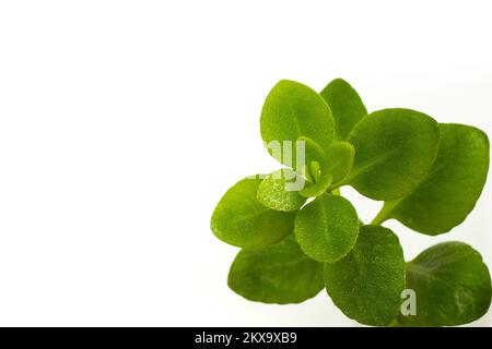 Soft focus of young leaves of a succulent plant Stock Photo - Alamy