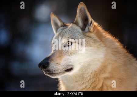 06.02.2019., Gorski Kotar - The Czechoslovakian Wolfdog is a relatively ...