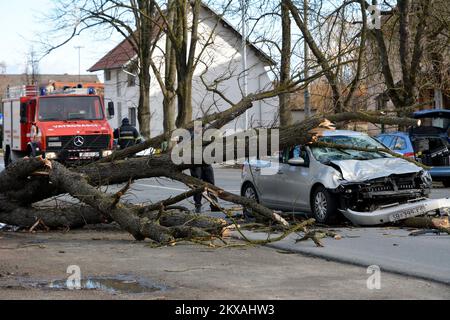 12.02.2019., Trnjani, Croatia - Tree fell on a driving car during a ...