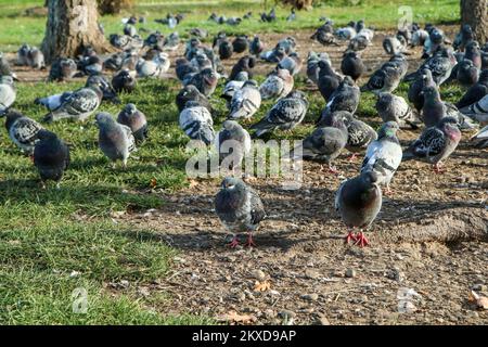 The big group of pigeons nesting on the ground under the trees in the ...