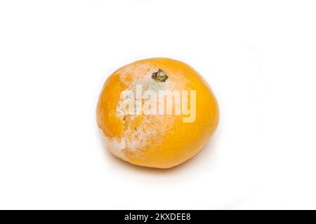 A picture of the rotten tangerine. It is caused by the small damage of ...