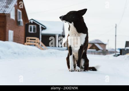 A large black stern mongrel in winter, a guard dog, stands in the snow ...