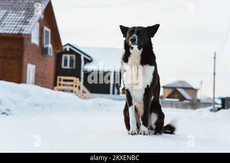 A large black stern mongrel in winter, a guard dog, stands in the snow ...