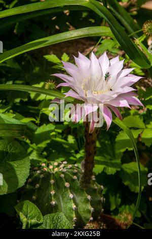 Genus Lobivia cactus cacti flowering flower flowers detail blooming ...
