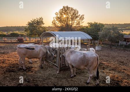 Indigenous Istrian cattle or the popular Boskarin can be seen in the ...