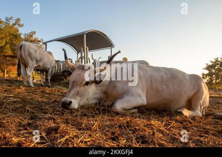 Indigenous Istrian cattle or the popular Boskarin can be seen in the ...