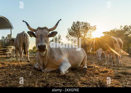 Indigenous Istrian cattle or the popular Boskarin can be seen in the ...