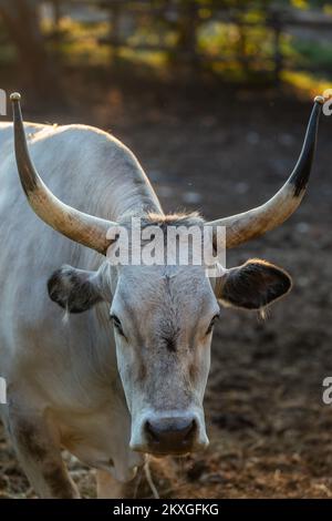 Indigenous Istrian cattle or the popular Boskarin can be seen in the ...