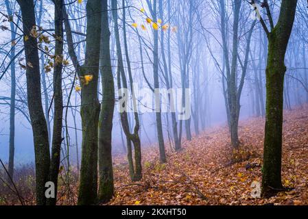 Foggy Dirt Road Beautiful Scene Misty dusk beech Autumn landscape ...