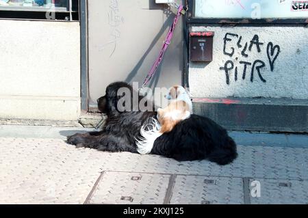 Small dog waiting for the owner sat down on his friend, a big dog in ...