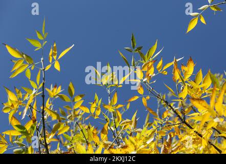 Colored autumn canopies bathed in the sun in Zagreb, Croatia on October ...
