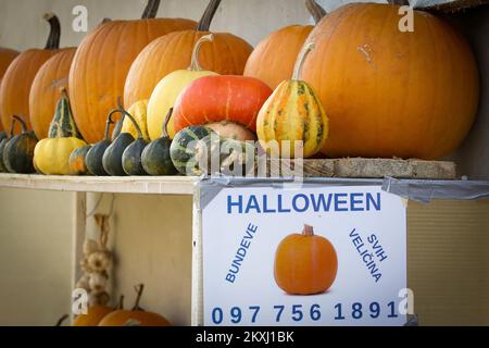 Colorful and various types of pumpkins in Cepinski Martinci village in ...