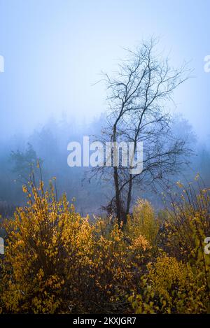 Foggy Dirt Road Beautiful Scene Misty dusk beech Autumn landscape ...