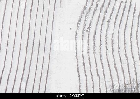 The pictures show the winter idyll of the Medjimurje vineyards., in ...