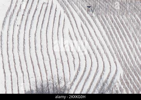 The pictures show the winter idyll of the Medjimurje vineyards., in ...
