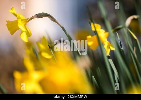 Narcisuss (Daffodil) flowers are pictured on the first day of the ...