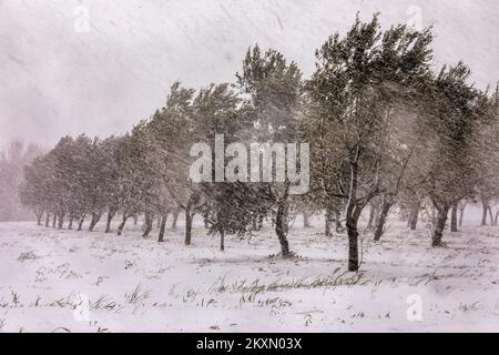 Snow whitened nature during storms in Pula, Croatia on April 6, 2021 ...
