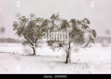 Snow whitened nature during storms in Pula, Croatia on April 6, 2021 ...