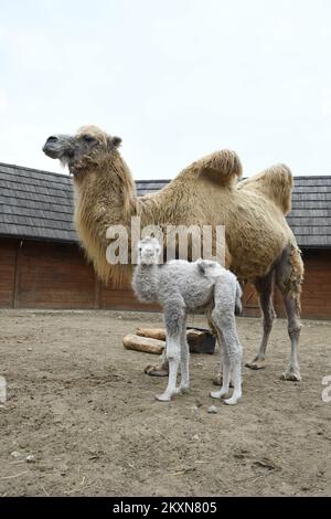 Camel Dina with her first cub in private ZOO "Croatian Sahara" in ...