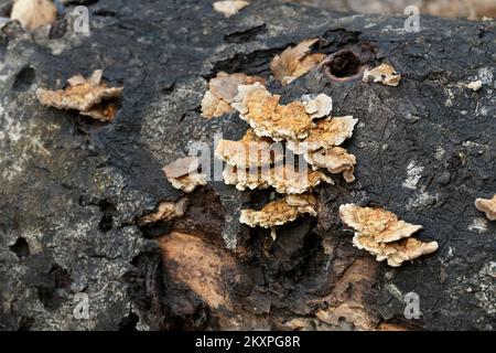 Ochre Bracket (Trametes ochracea Stock Photo - Alamy