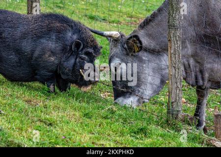 Vietnamese pig Djoko and Istrian boskarin (Istrian cattle) Linda share ...