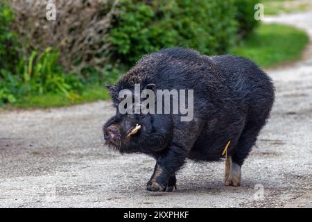 Vietnamese pig Djoko and Istrian boskarin (Istrian cattle) Linda share ...