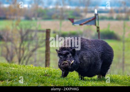 Vietnamese pig Djoko is seen in his in his backyard on the farm ...