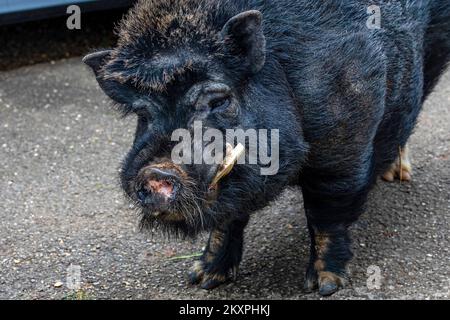 Vietnamese pig Djoko is seen in his in his backyard on the farm ...