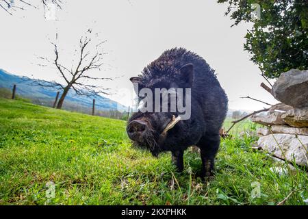 Vietnamese pig Djoko and Istrian boskarin (Istrian cattle) Linda share ...