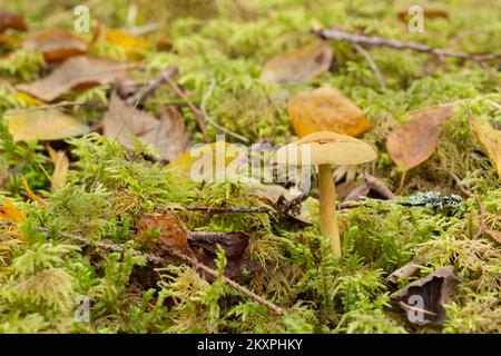 Cortinarius venetus mushrooms growing among moss, horizontal composion ...