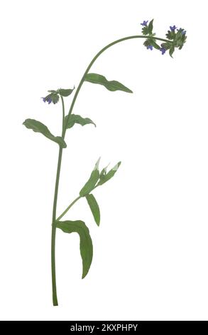 Common bugloss, Anchusa officinalis isolated on white background Stock ...