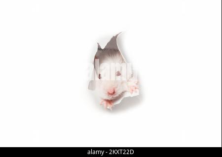 White rat head isolate in white background Stock Photo - Alamy