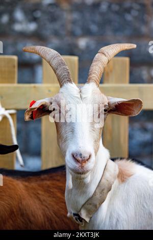 Goat is pictured during the goat beauty pageant at Castle Morosini ...