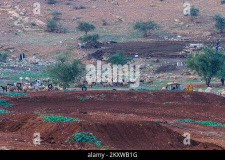 A Bedouin Palestinian shepherd seen grazing sheep in the northern ...