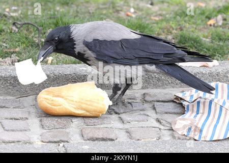 The crow eats the sandwich she found on the bench in Zagreb, Croatia on ...