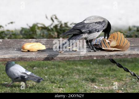 The crow eats the sandwich she found on the bench in Zagreb, Croatia on ...