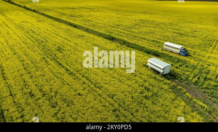 An aerial view shows a rapeseed field in Osijek, Croatia on April 27 ...
