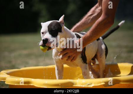 Dog plays and cools off in a pool in Shelter for abandoned animals ...